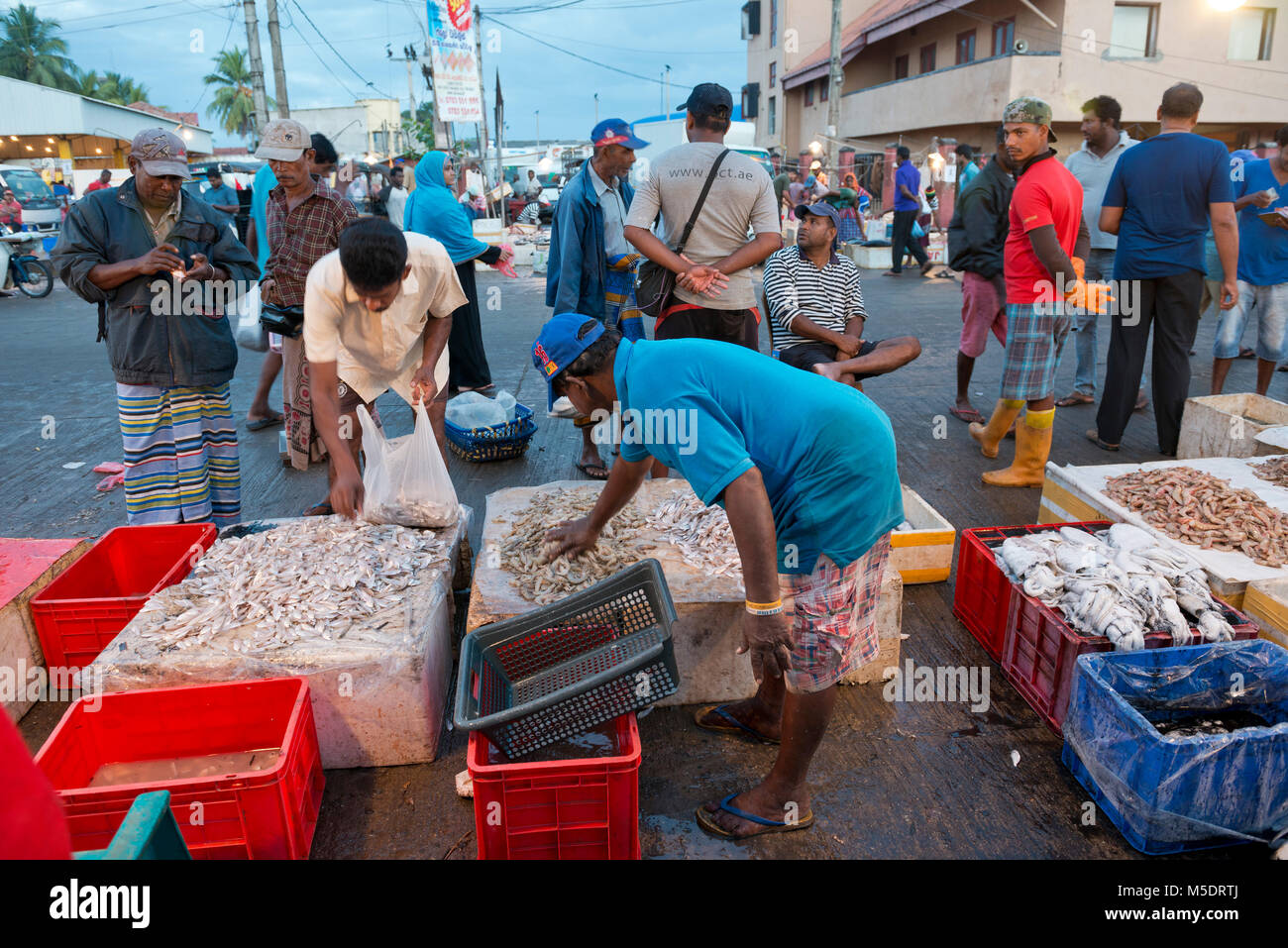 Sri Lanka, Negombo, Asia, fish market, portrait Stock Photo - Alamy