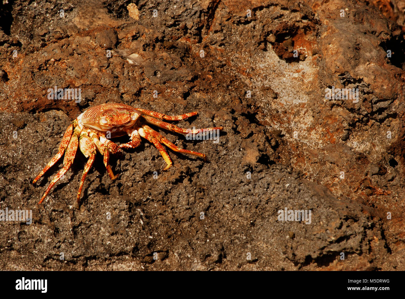 Crab shell in Aruba Stock Photo - Alamy