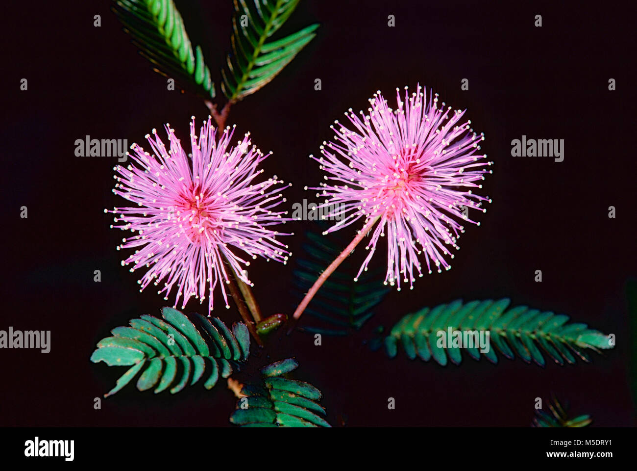 Shameplant, Mimosa pudica, Fabaceae, blossoms, inflorescence, flower ...
