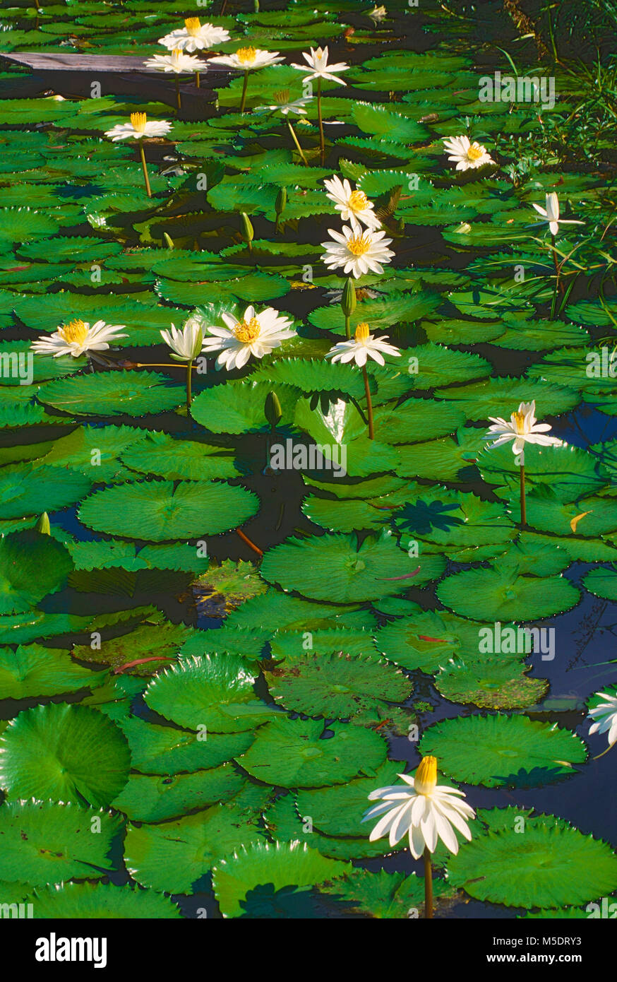 Tiger lotus, Nymphaeae lotus, Nymphaeaceae, Water lily, blossoms ...