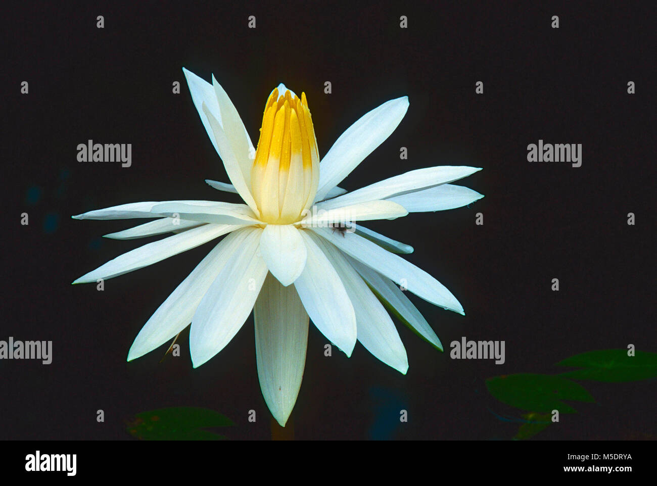 Tiger lotus, Nymphaeae lotus, Nymphaeaceae, Water lily, blossom, detail ...