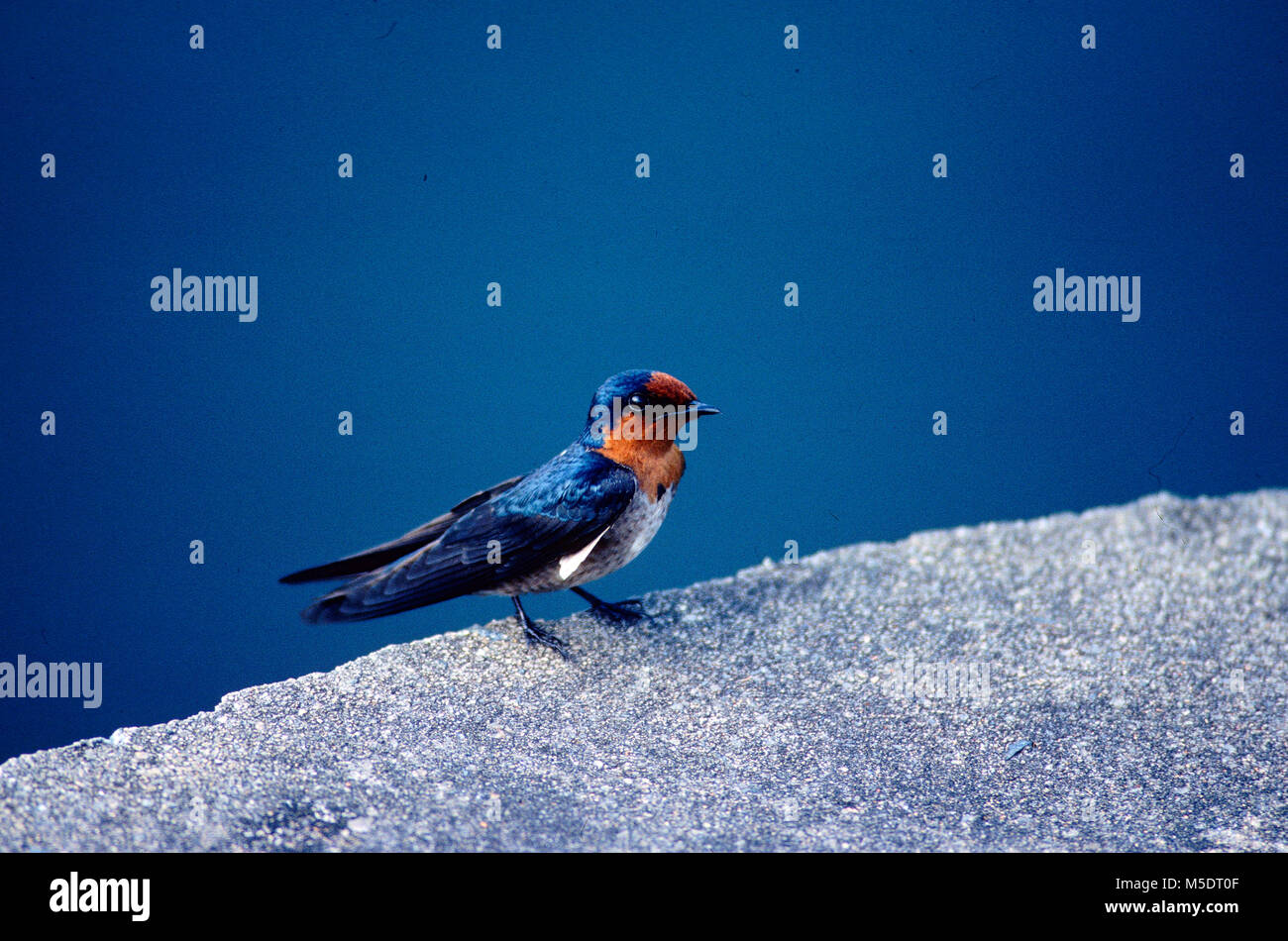 Pacific Swallow, Hirundo tahitica, Hirnundinidae, Swallow, bird, animal ...