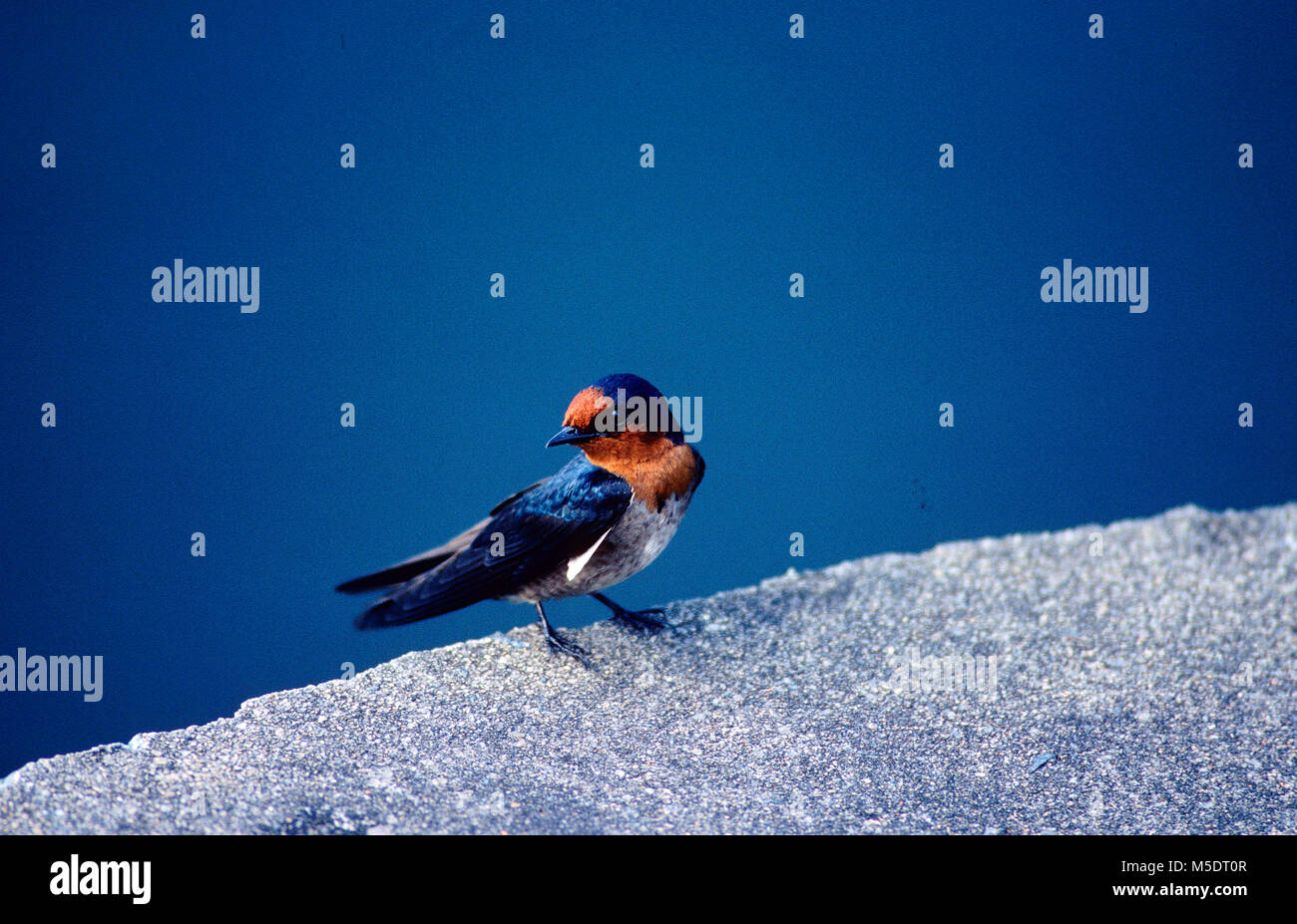 Pacific Swallow, Hirundo tahitica, Hirnundinidae, Swallow, bird, animal ...