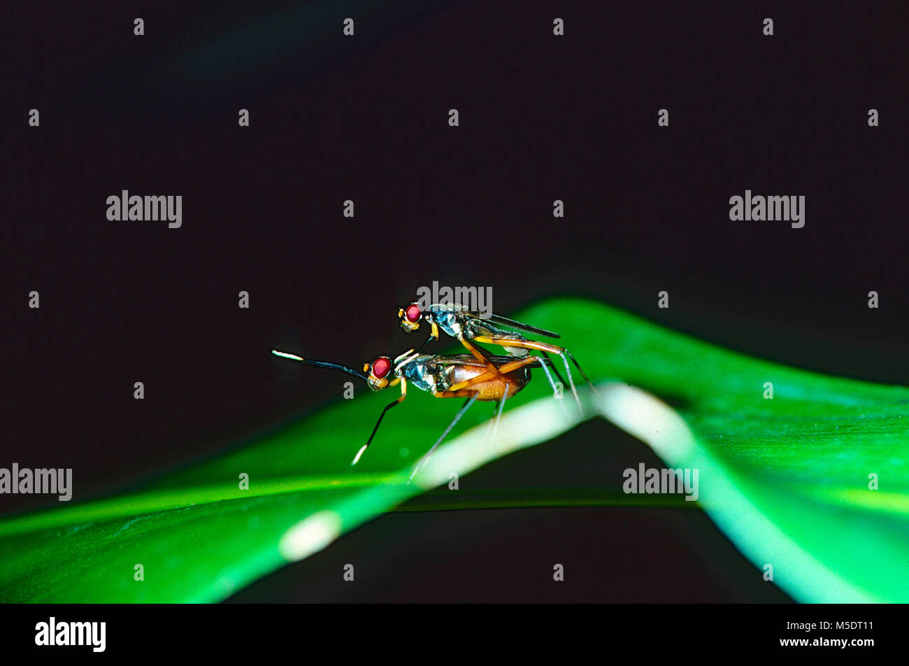 Stiltfly, Micropezidae, fly, mating, macro, insect, animal, rainforest ...