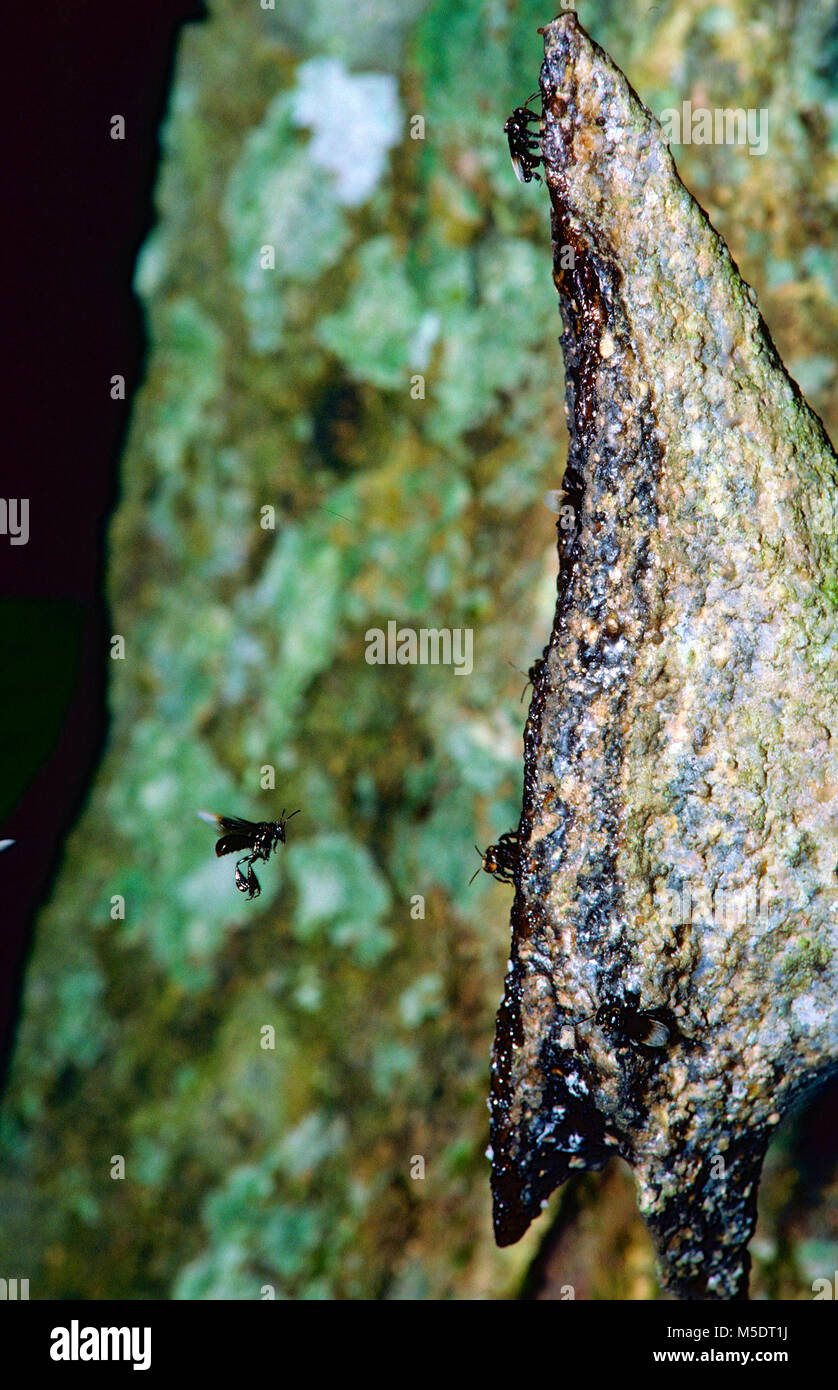 Wild Bees, Apidae, beehive, on tree trunk, insect, animal, rainforest ...