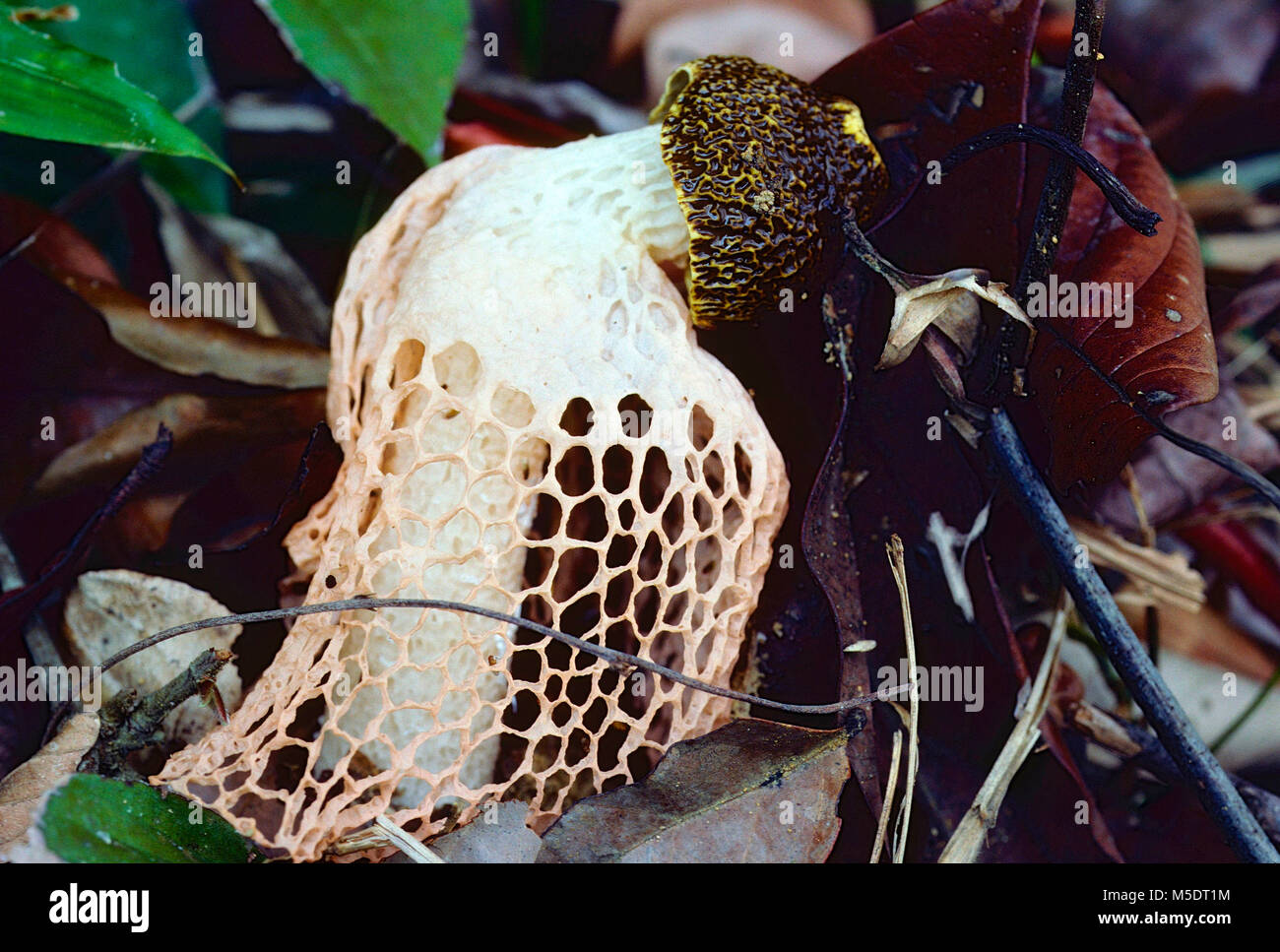 Tropical veil lady, Phallus indusiatus, Phallaceae, stinkhorn, mushroom ...
