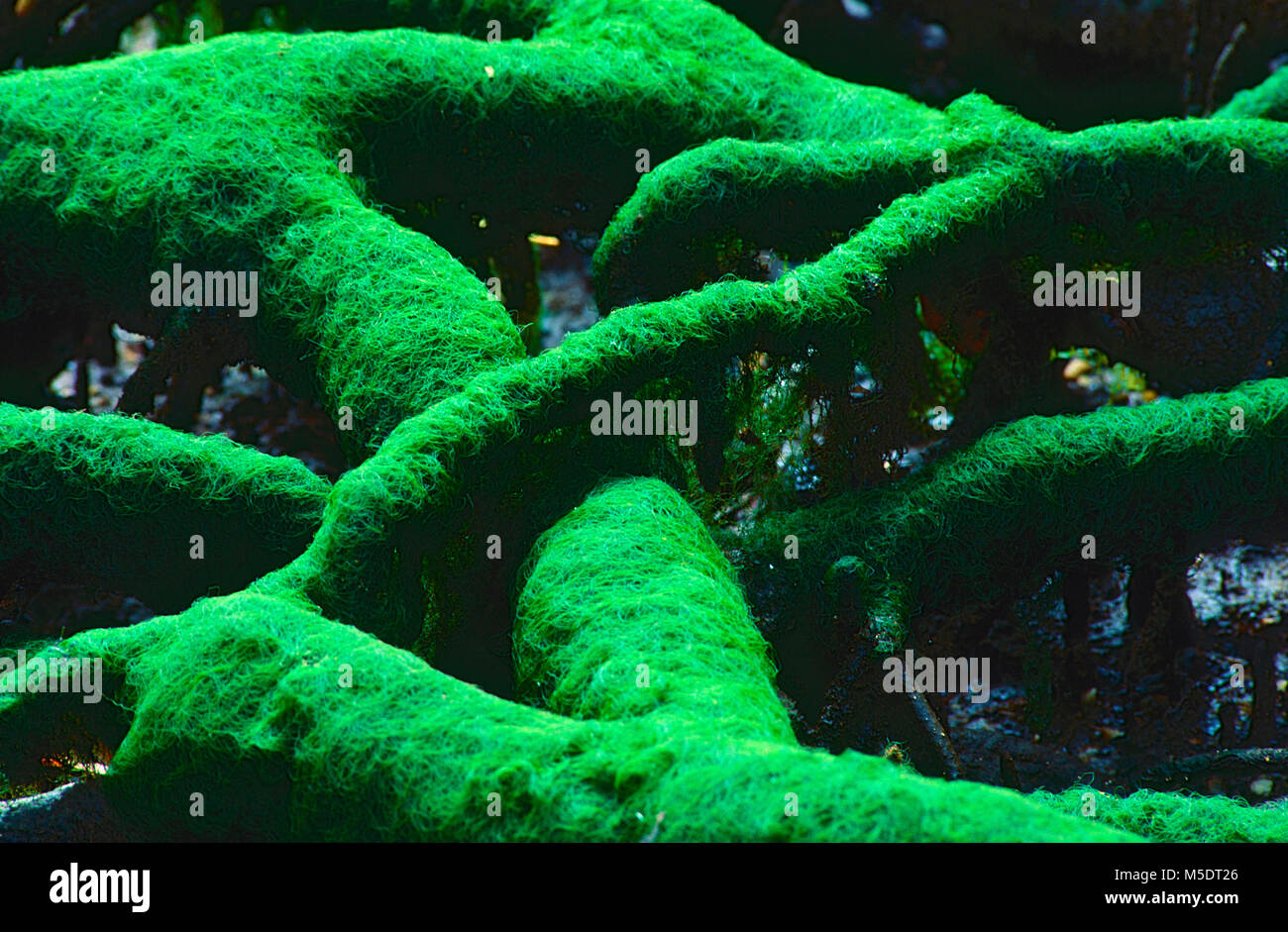 Mangroves, roots, algae, mangrove swamp, Sungei Buloh Nature Reserve ...