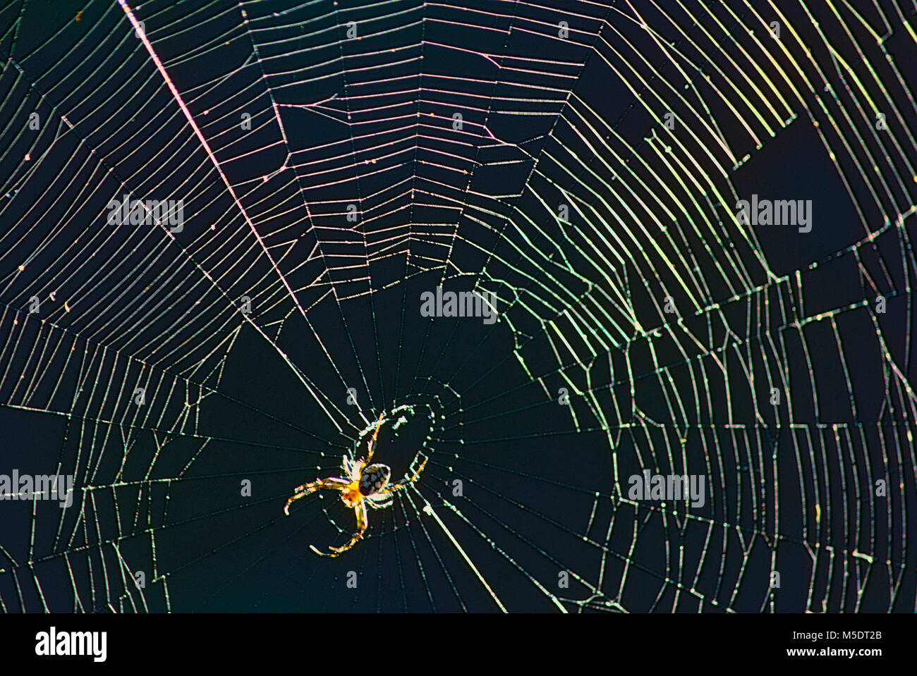 Orb-web spider, Araneidae, spider, spider web, rain forest, Singapore ...