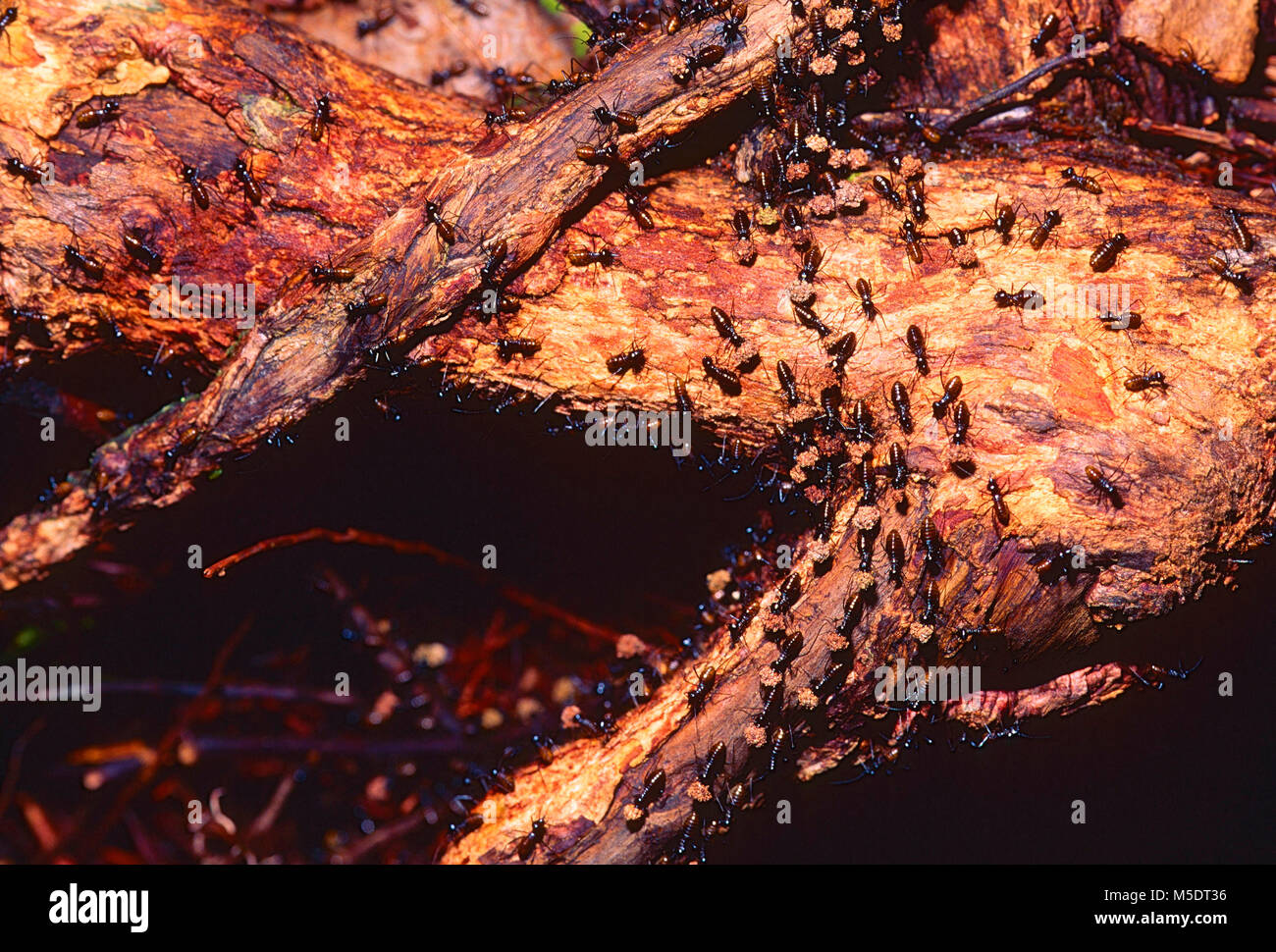 Insect migration hi-res stock photography and images - Alamy