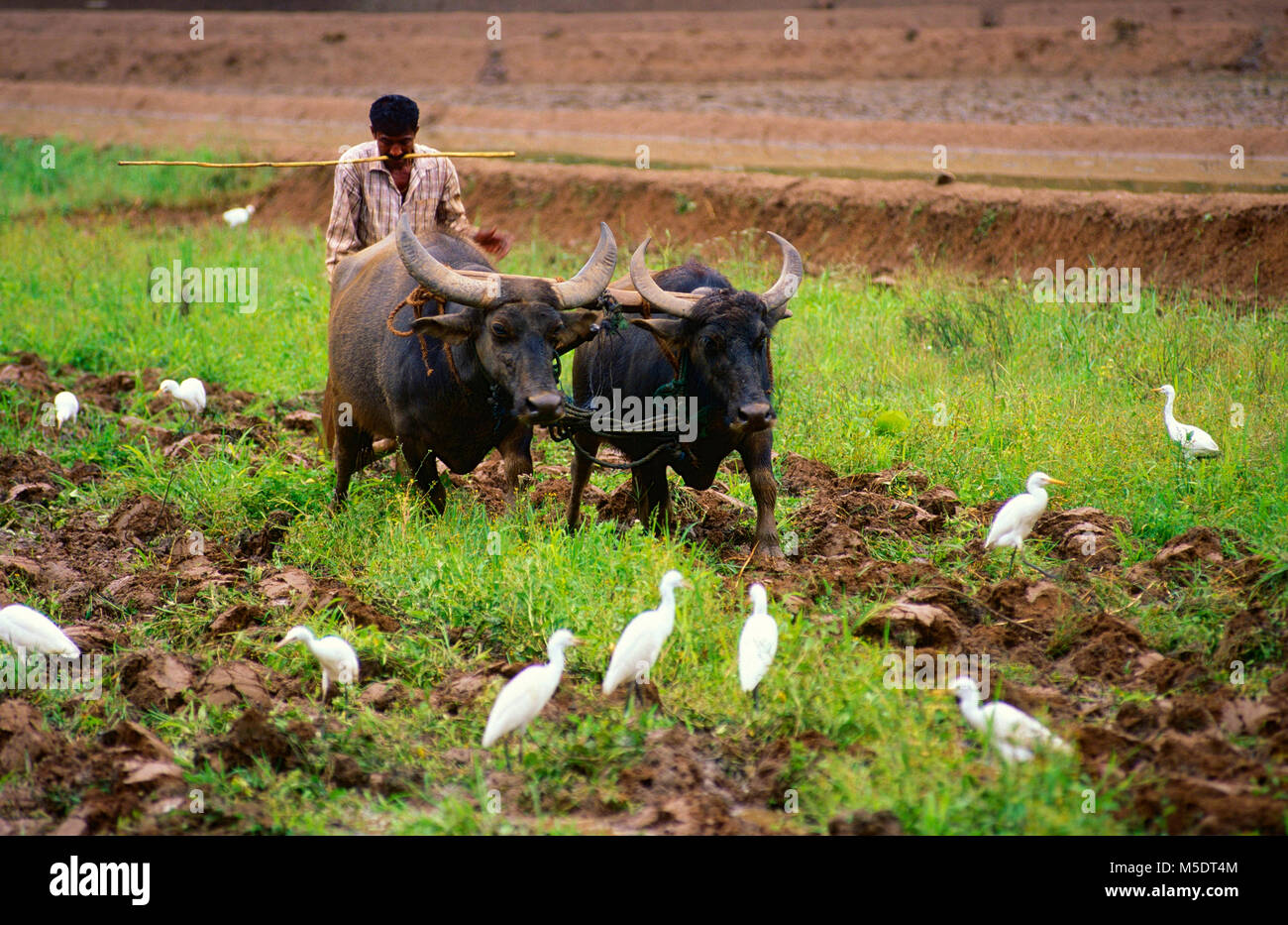 Ox Team High Resolution Stock Photography and Images - Alamy