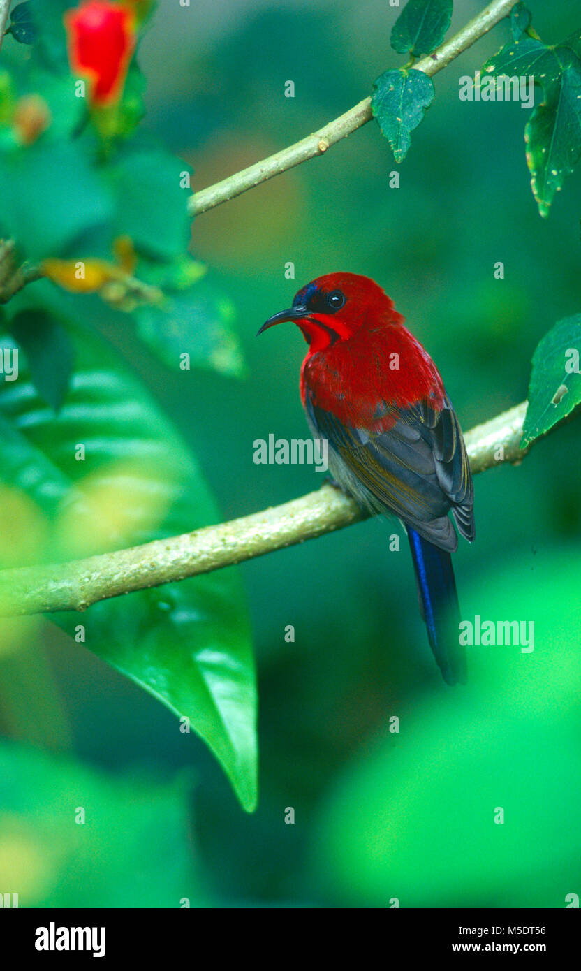 Crimson Sunbird, Aethopyga siparaja, Nectariniidae, Sunbird, bird ...