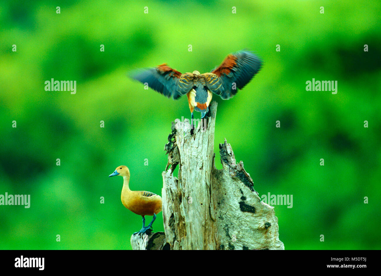 Whistling animal hi-res stock photography and images - Alamy