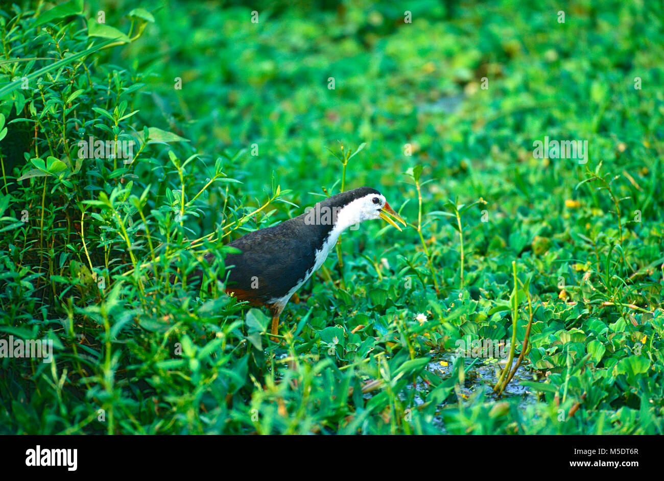 White breasted Waterhen, Amauornis phoenicurus, Waterhen, Rallidae ...