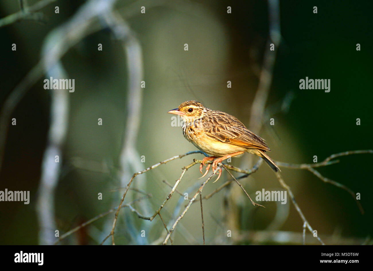 Bird of sri lanka hi-res stock photography and images - Alamy