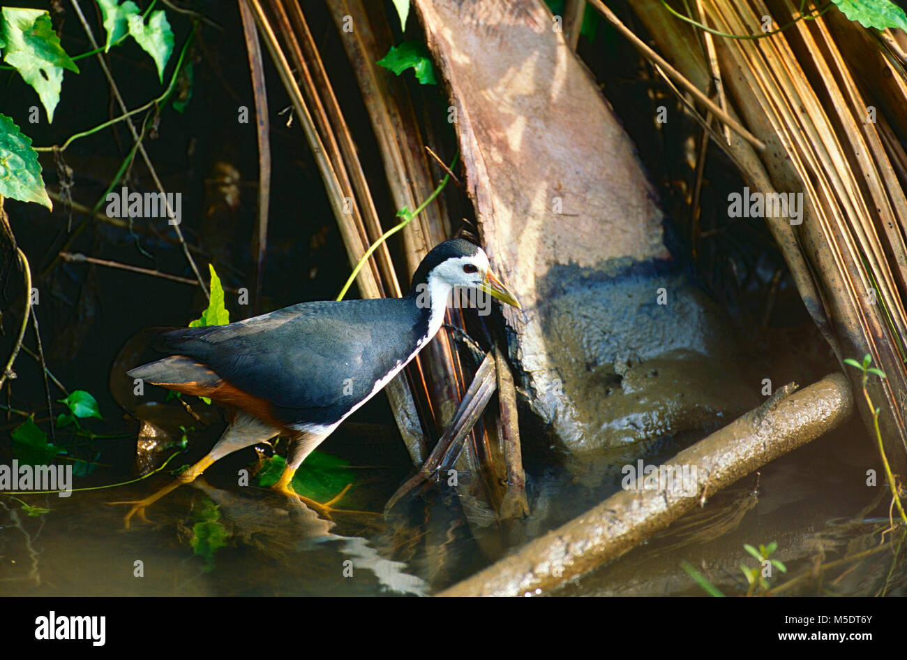 White breasted Waterhen, Amauornis phoenicurus, Waterhen, Rallidae ...
