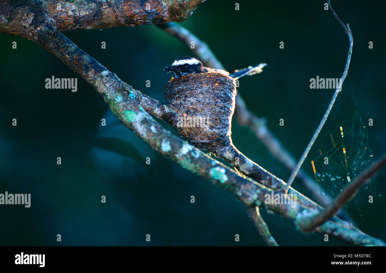 White-browed Fantail, Rhipidura aureola, Monarchidae, Fantail, breeding ...