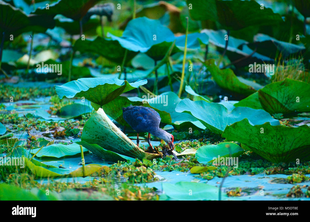 Purple Swamphen, Porphyrio porphyrio, Indian Lotus, bird, animal, Sri ...