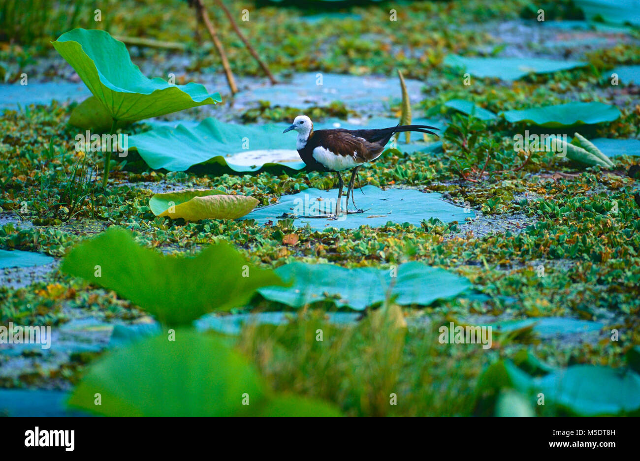 Pheasant-tailed Jacana, Hydrophasianus chirurgus, Jacanidae, breeding ...