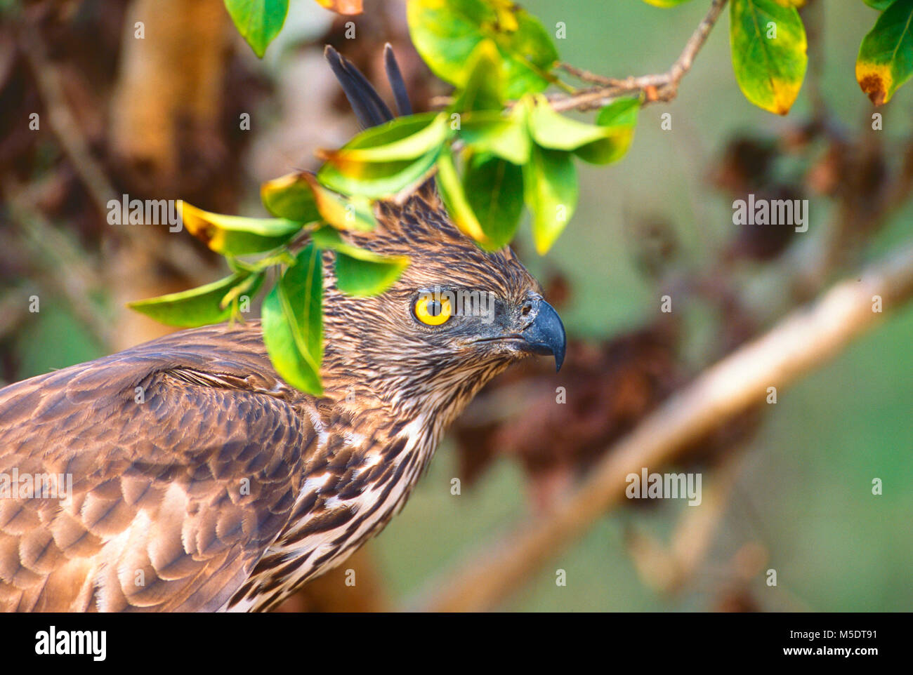 Changeable Hawk Eagle, Spitzaetus cirrhatus, Accipitridae, Eagle ...