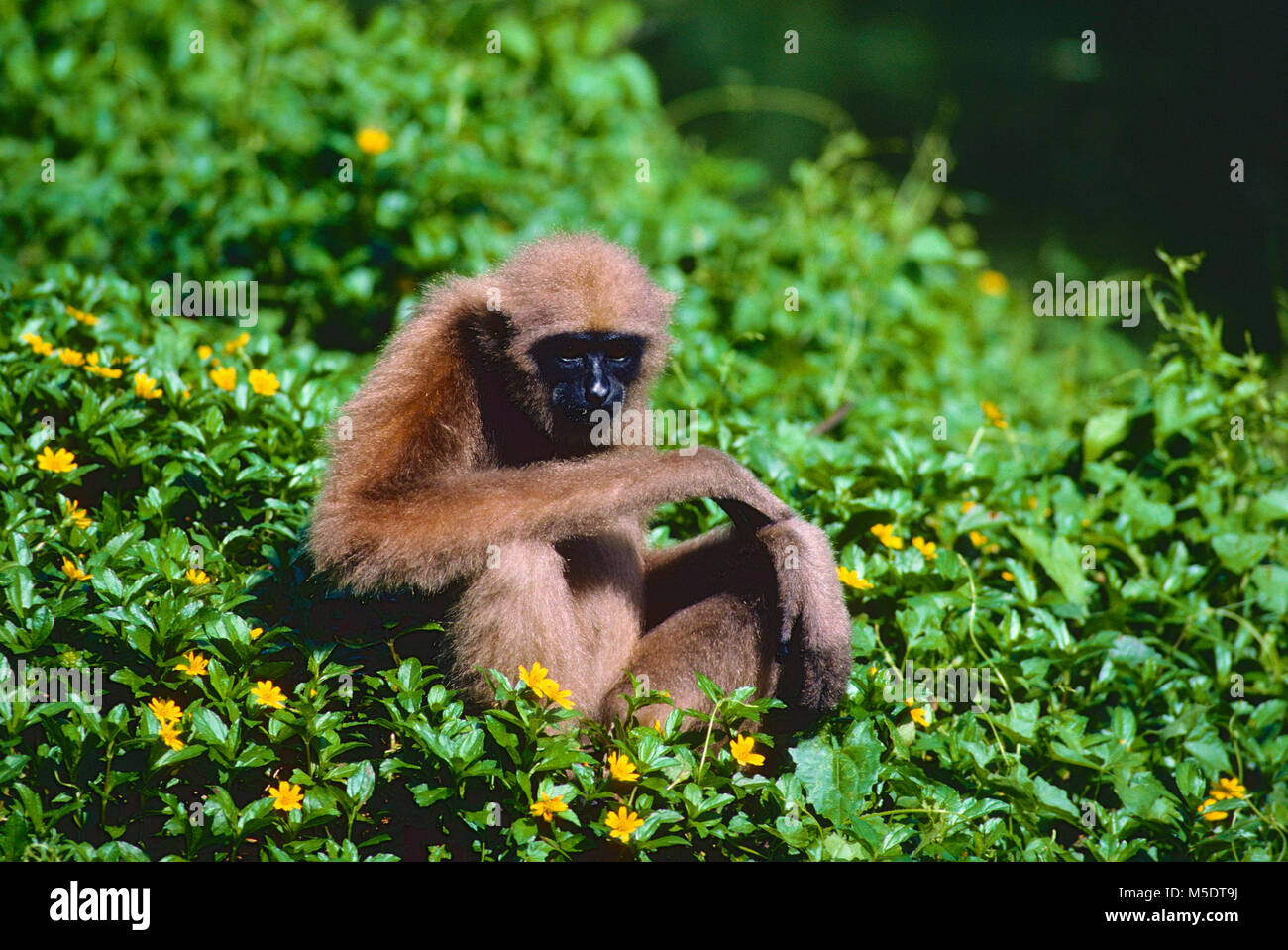 White handed, Gibbon, Hylobates lar, Hylobatidae, juvenile, Gibbon, ape ...