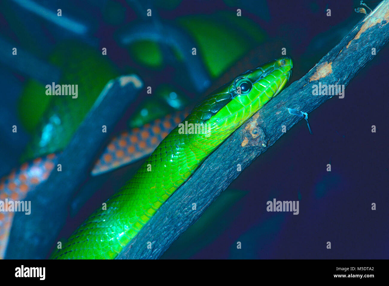 Red tailed racer hi-res stock photography and images - Alamy