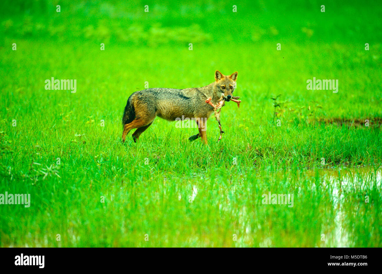 Golden Jackal, Canis aureus, Canidae, Jackal, with carrion, animal, mammal, Yala National Park ...