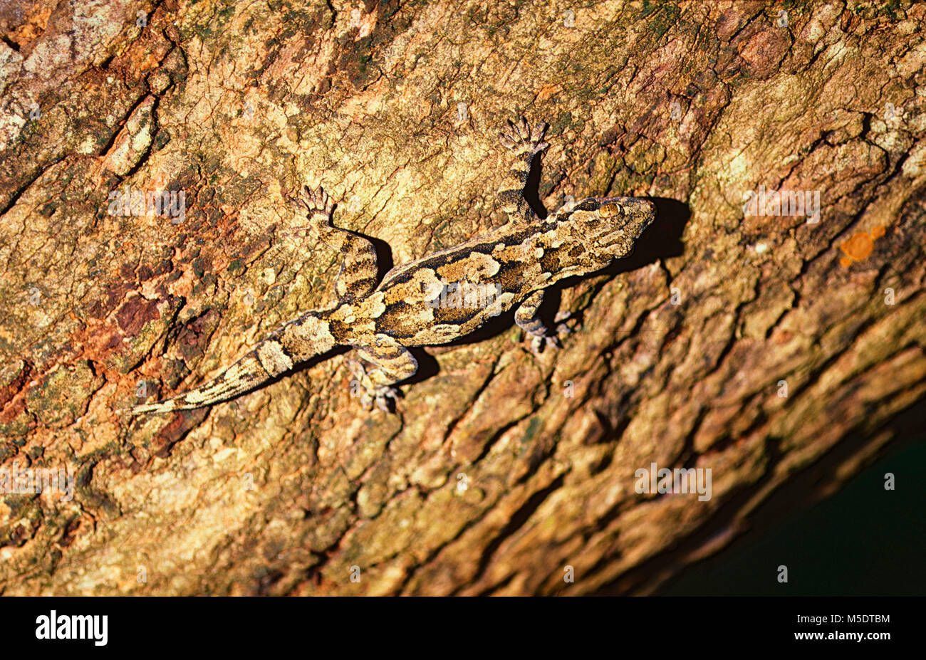 Gecko, Geckoella spec. Gekkonidae, reptile, animal, on bark, mimicry ...