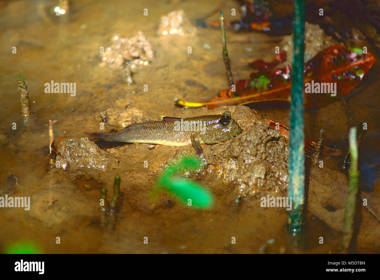 Asian Mudskipper, Periophtalmos schlosseri, Gobionellidae, Mudskipper ...