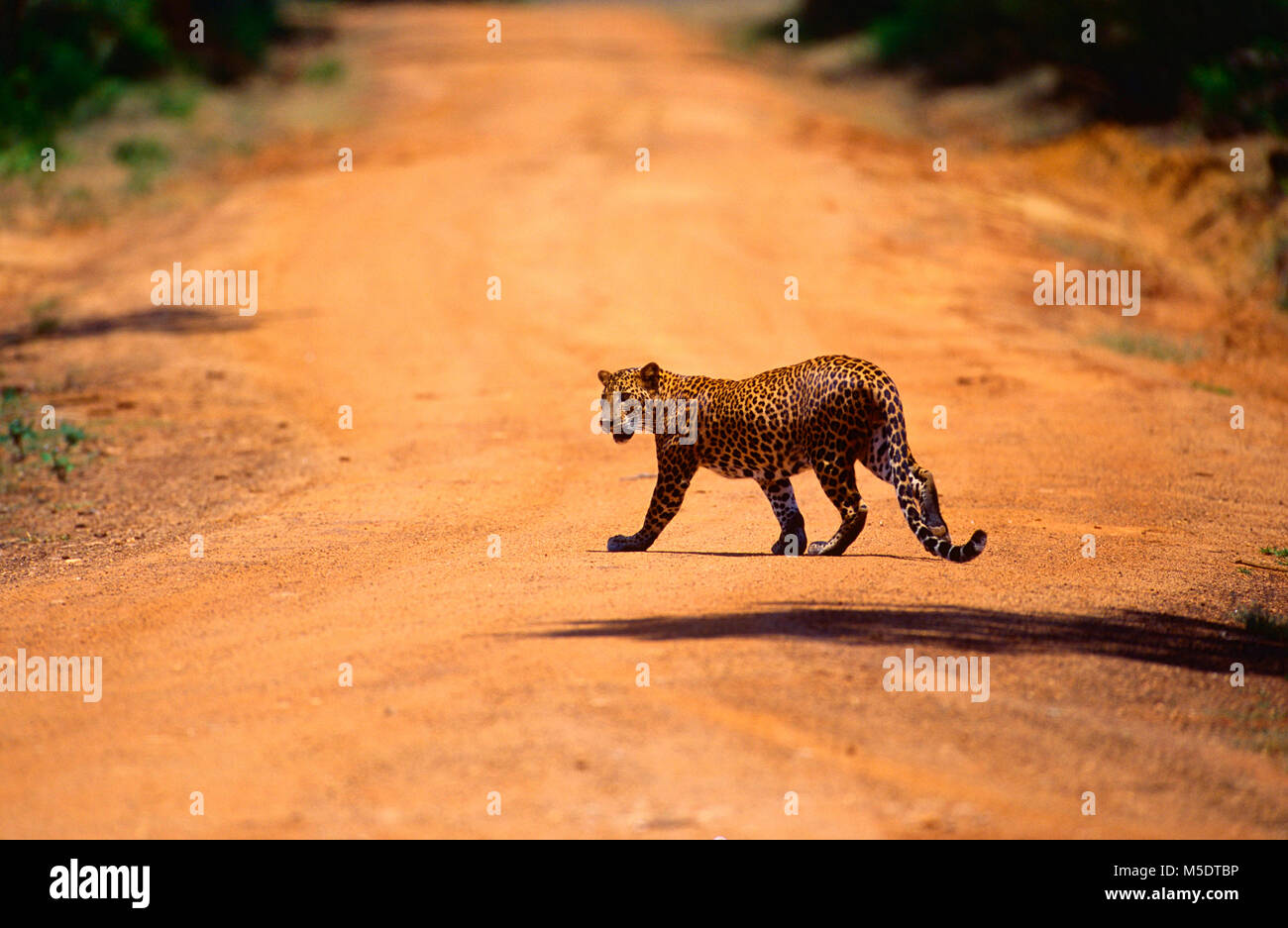 Leopard, Panthera pardus, Felidae, cat, predator, mammal, animal, Yala ...