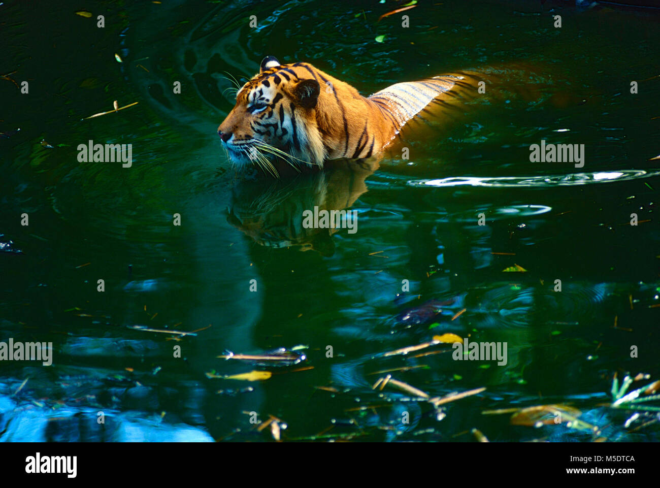 Sumatran Tiger, Panthera tigris sondaica, Felidae, Tiger, predator ...