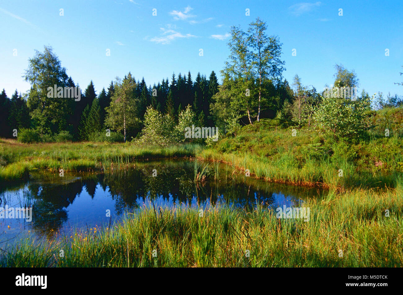 Bendel, nature reserve, swamp, moor, pond, birches, Hemberg, Toggenburg ...