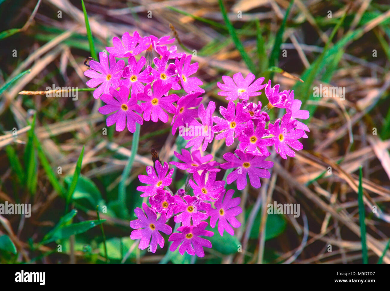 Altmatt hi-res stock photography and images - Alamy