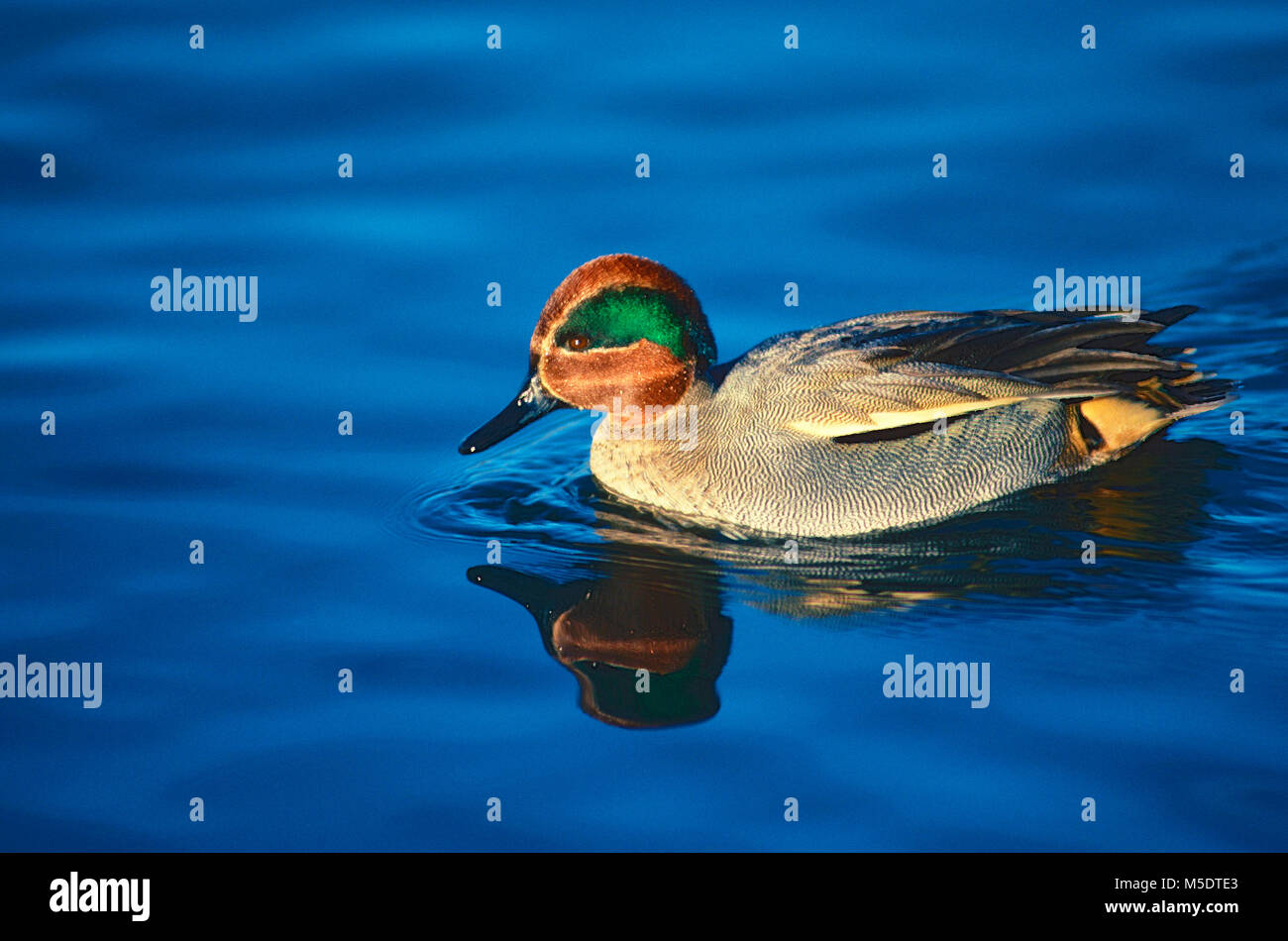 Eurasian teal anas crecca hi-res stock photography and images - Alamy