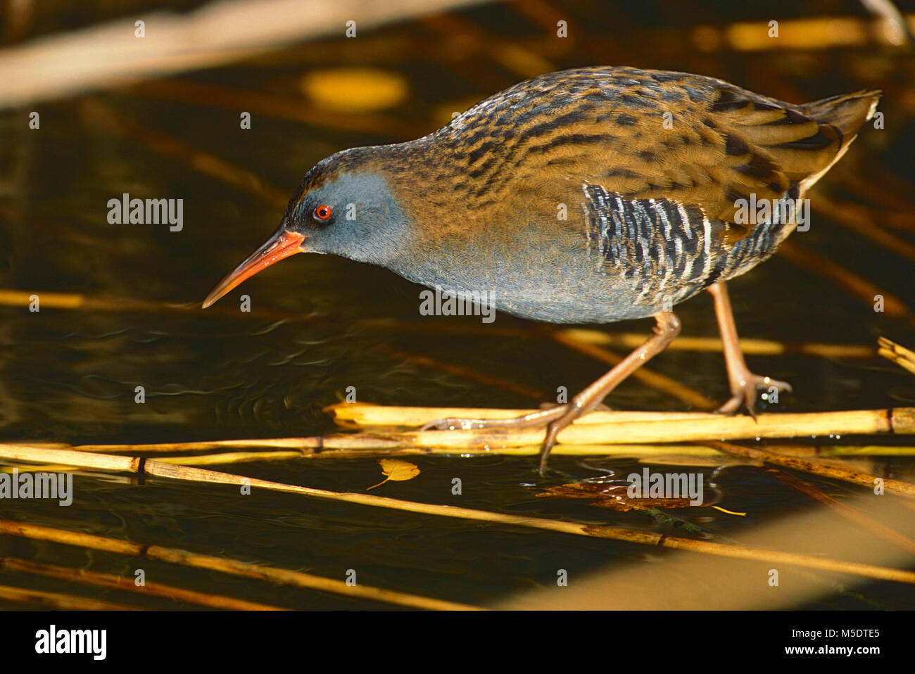 Water Rail, Rallus aquaticus, Rallidae, rail, bird, animal, Lake of ...