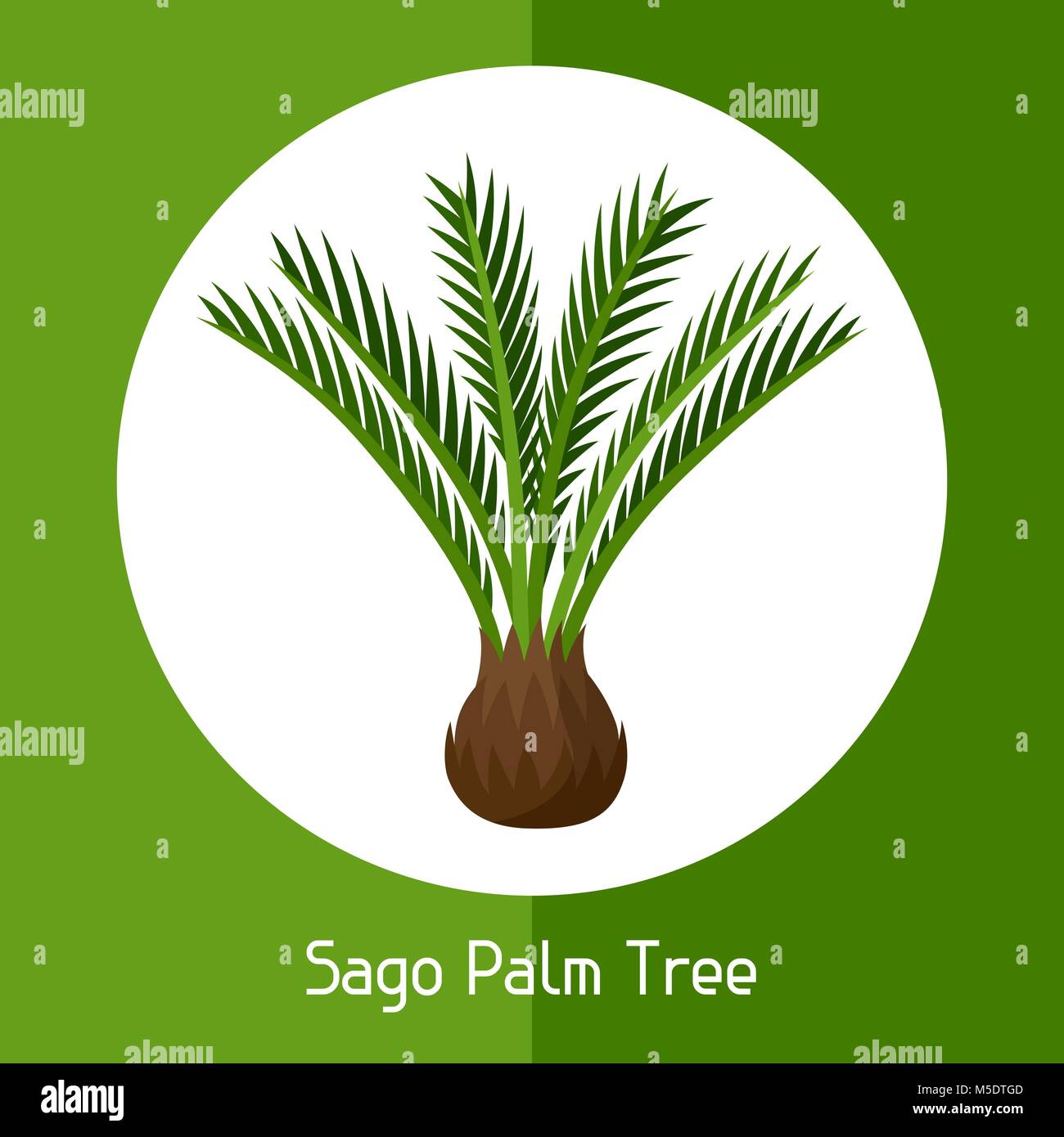 Sago palm tree. Illustration of exotic tropical plant Stock Vector ...