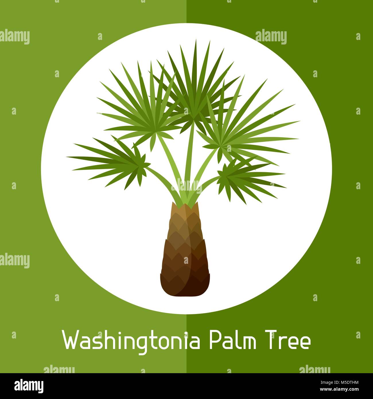 Washingtonia palm tree. Illustration of exotic tropical plant Stock ...