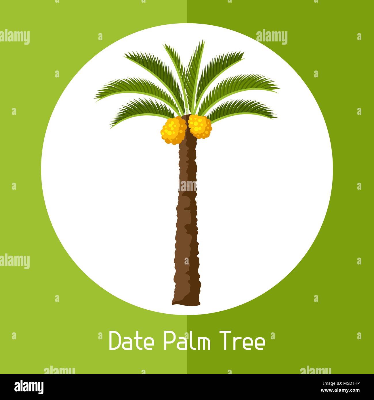 Date palm tree. Illustration of exotic tropical plant Stock Vector ...