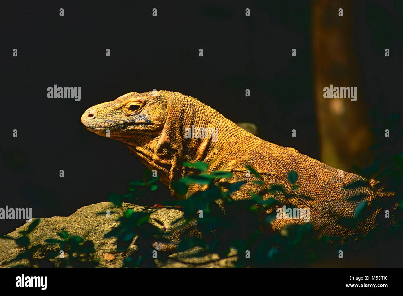 Varanidae hi-res stock photography and images - Alamy