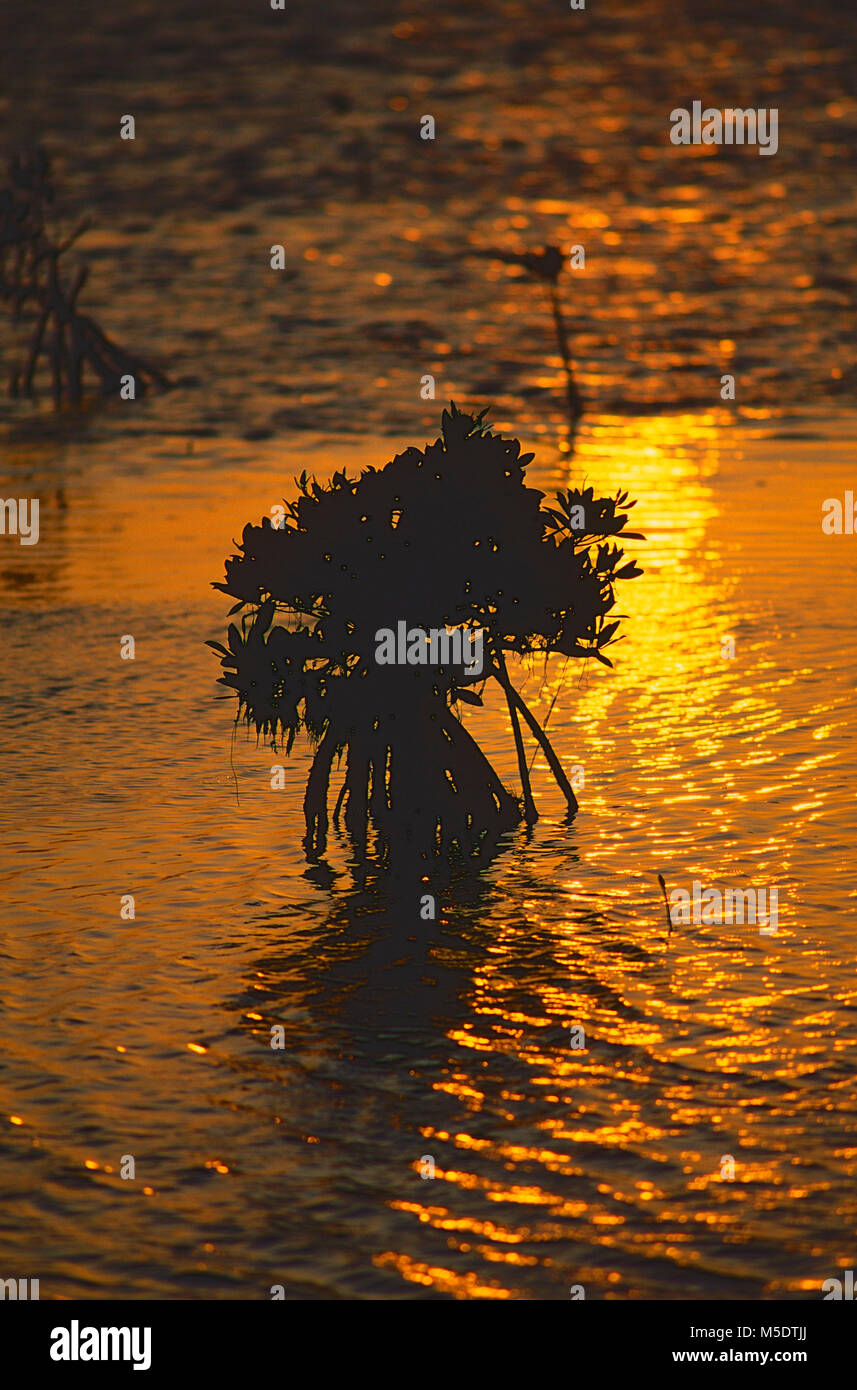Mangrove, shrub, swamp, water, waves, sunset, Florida Keys, Florida ...