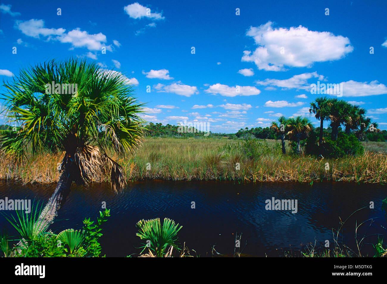 Swamp, Palm trees, water, Seminole State Park, Florida, USA Stock Photo ...