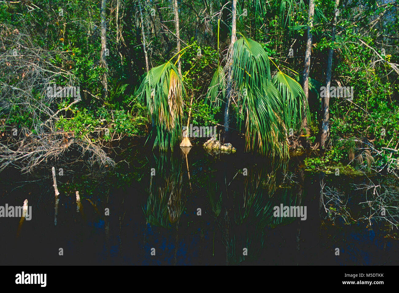 Palm tree, reflections, swamp area, water, Tamiami Trail, Everglades ...