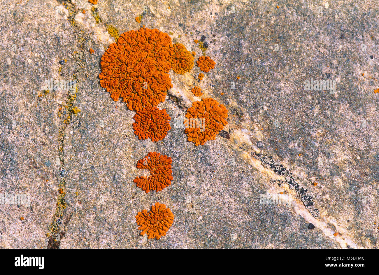 Elegant Sunburst Lichen, Xanthoria elegans, Teloschistaceae, Lichen ...