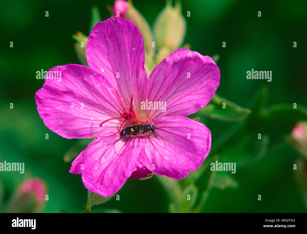 Sticky purple Geranium, Geranium viskosium, Geraniaceae, Geranium ...