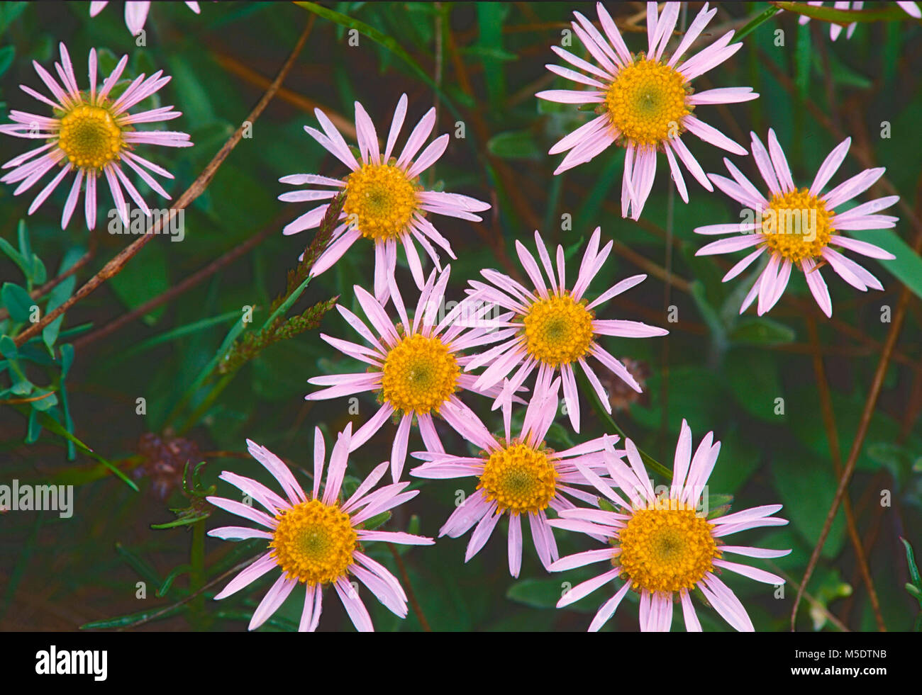 Fringed aster hi-res stock photography and images - Alamy