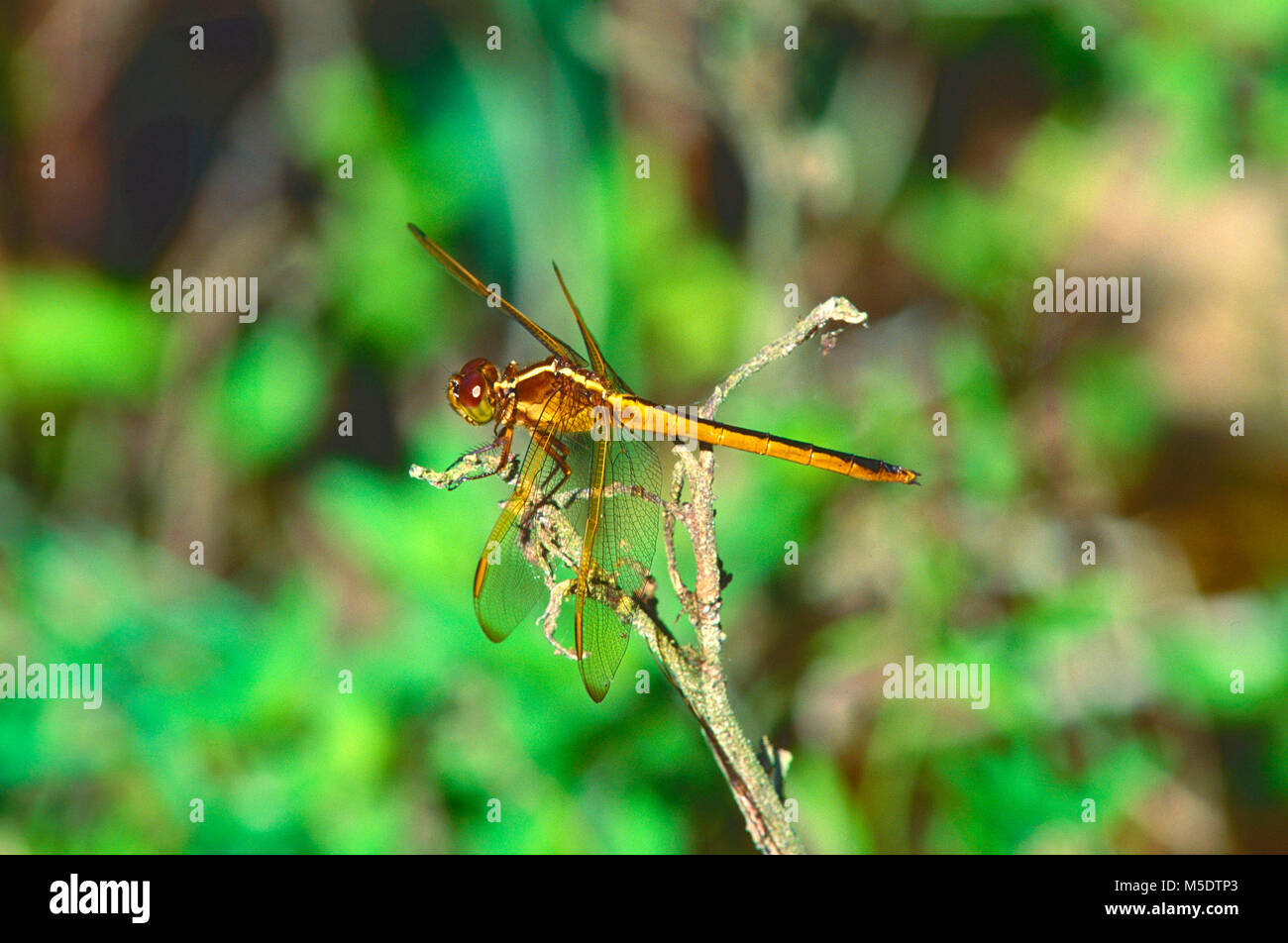 Slaty Skimmer, Libellula flavida, Libellulidae, Dragonfly, insect ...