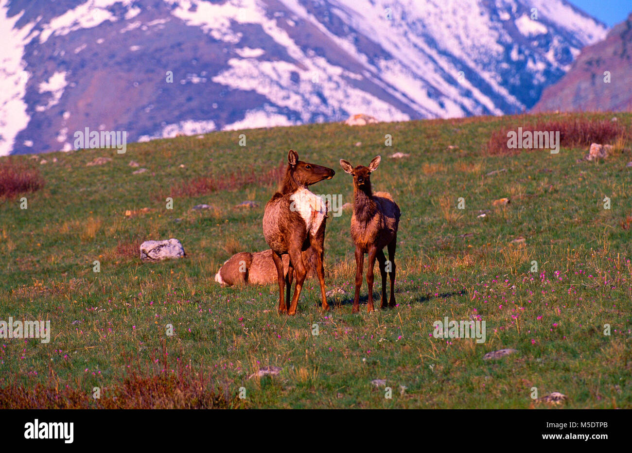 Dam animal hi-res stock photography and images - Alamy