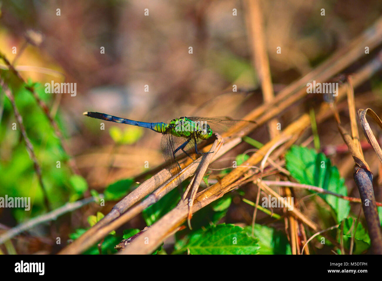 Common Pondhawk, Erythemis simplicicollis, Libellulideae, Dragonfly ...