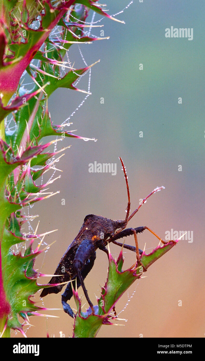 Bug, Bug spec., Hemiptera, insect, animal, thistle, spines, plant ...