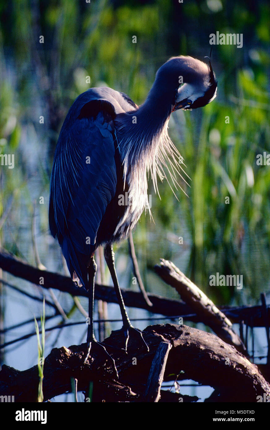 Great Blue Heron, Ardea herodias, Ardeidae, Heron, preening, bird ...