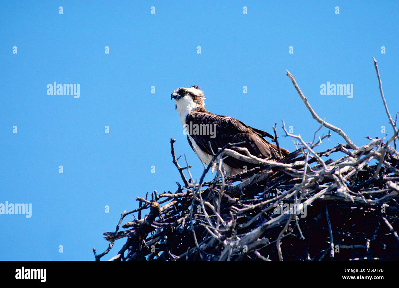 Osprey, Pandion haliaetus, Accipitridae, Eagle, bird of prey, bird ... Osprey, Pandion haliaetus, Accipitridae, Eagle, bird of prey, bird ...